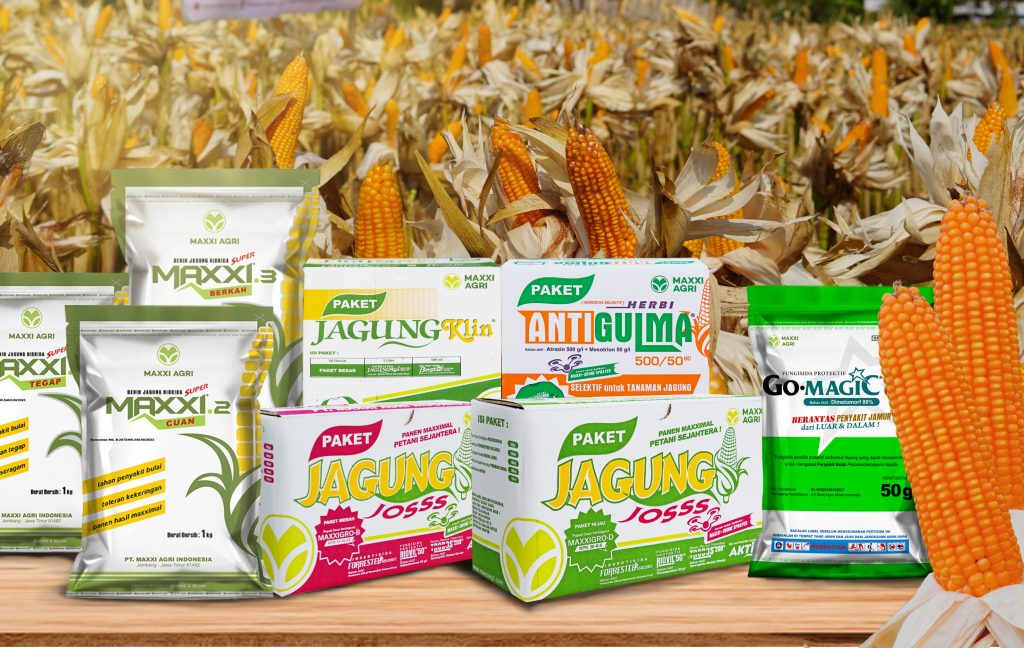 Sukses Budidaya Jagung dengan Maxxi Agri - Maxxi Agri